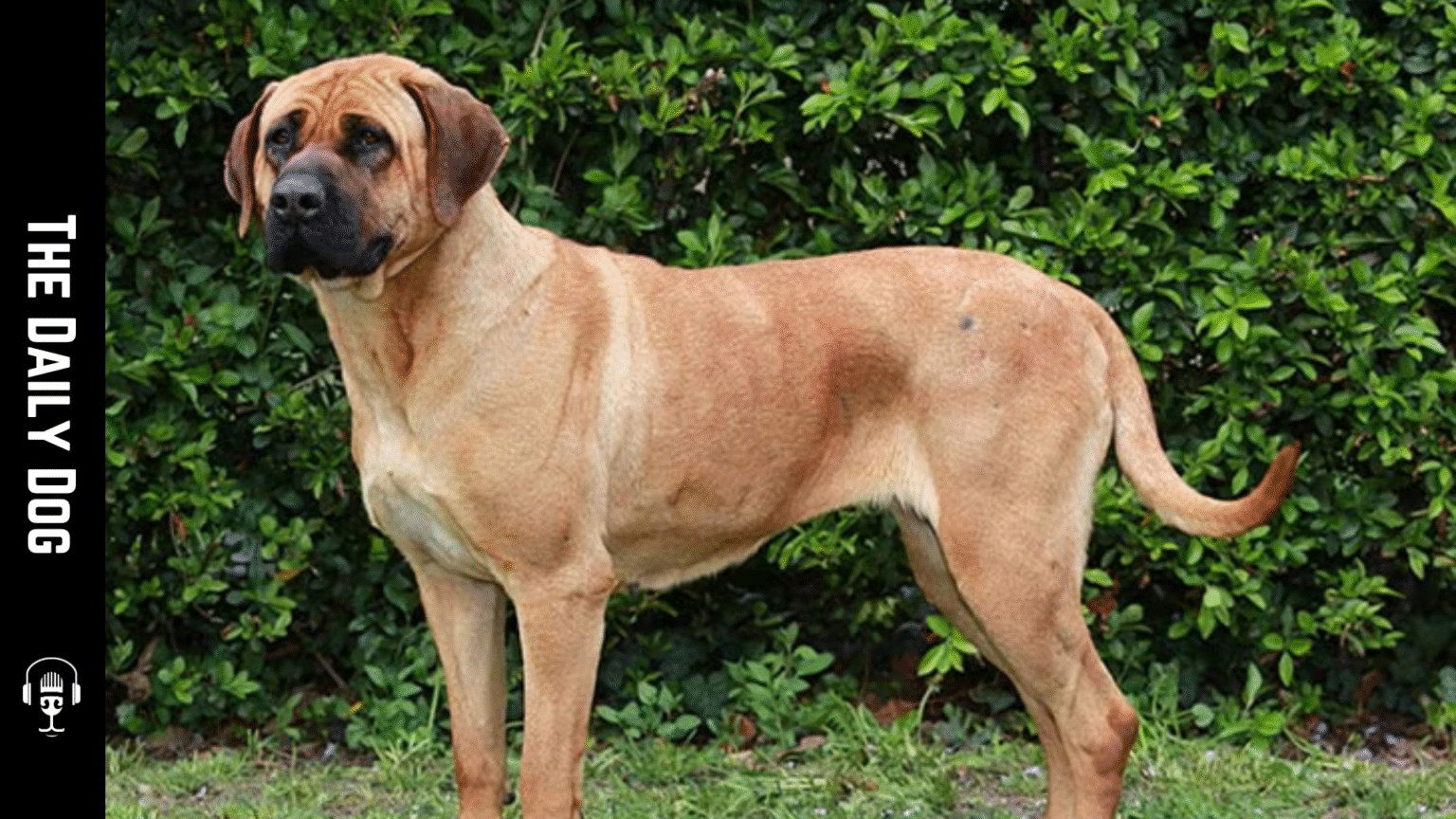 Tosa: The Magnificent Japanese Fighting Dog with a Noble Heritage ...