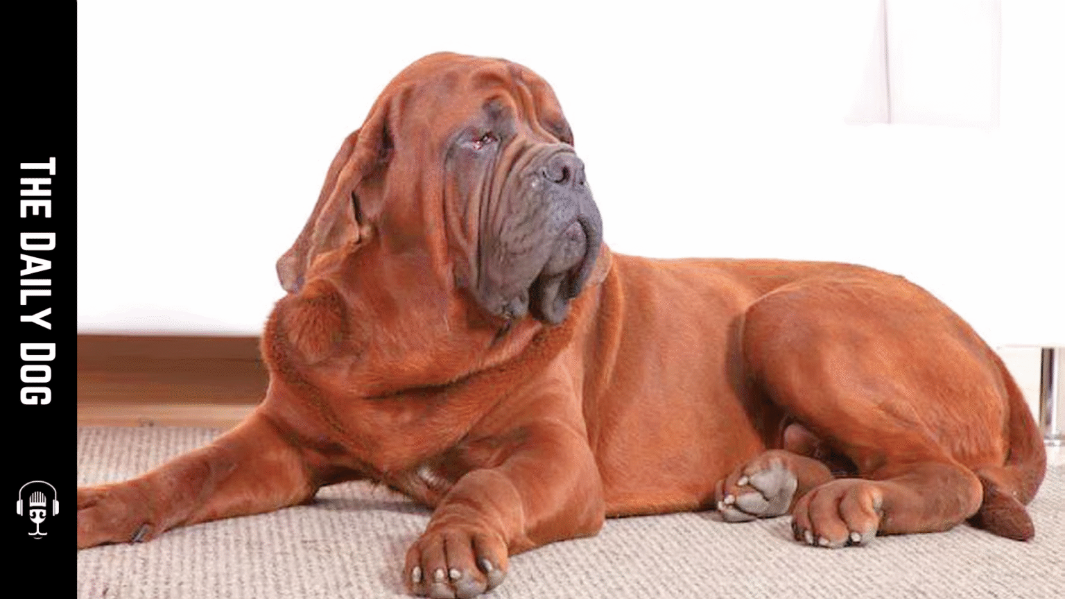 Korean Dosa Mastiff: The Majestic Guardian of Korea - Alaska Dog Works