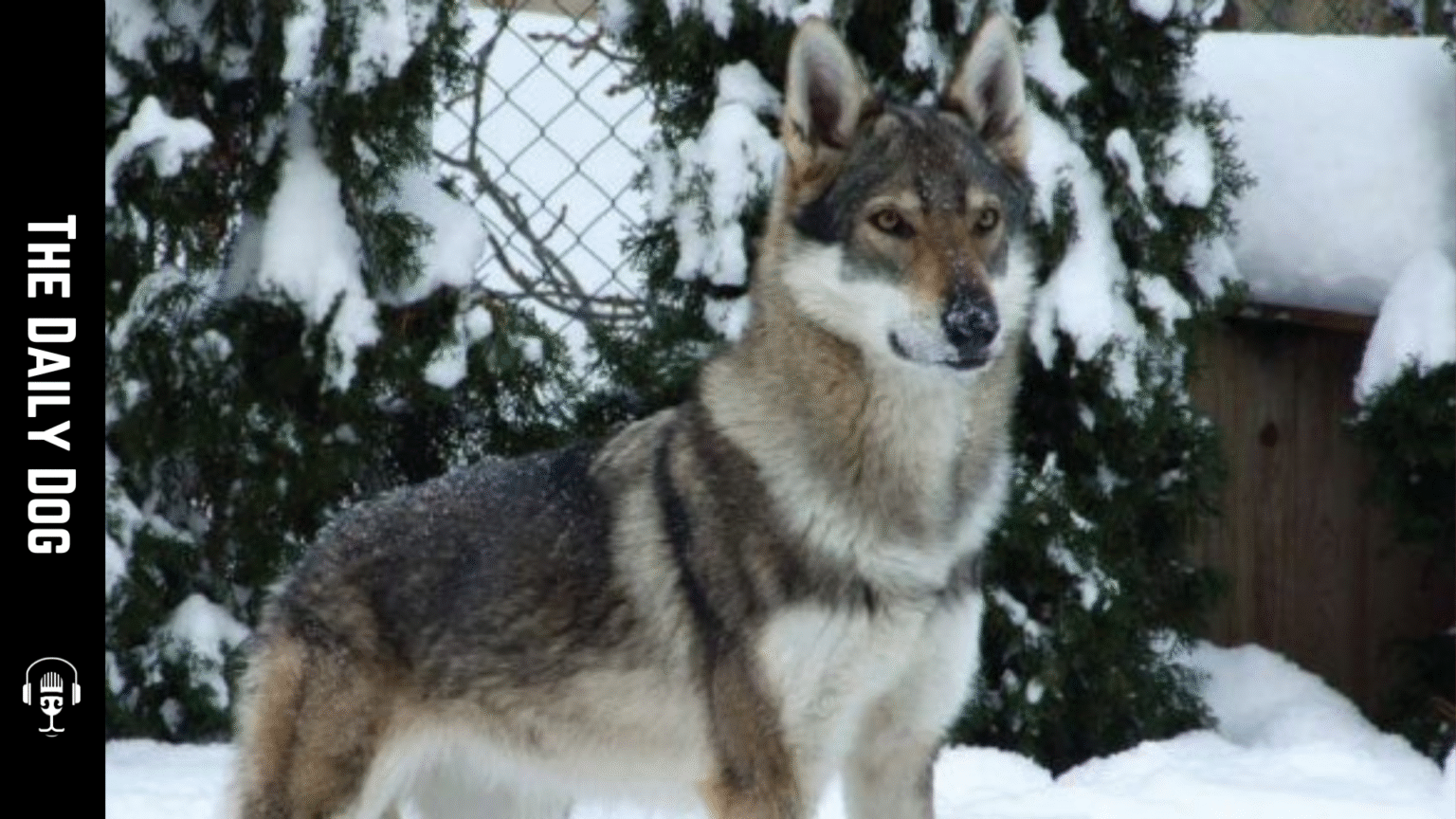 Kugsha Dog Breed: A Practical Profile for Prospective Owners - Alaska ...