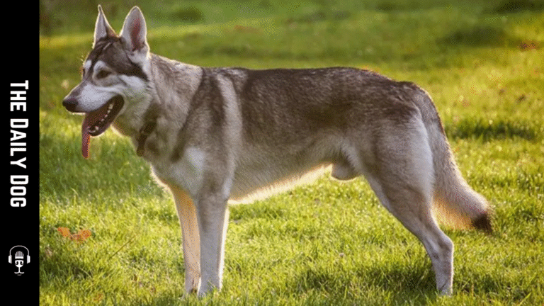 Northern Inuit Dog: A Wolf-Inspired Companion for Active, Experienced ...