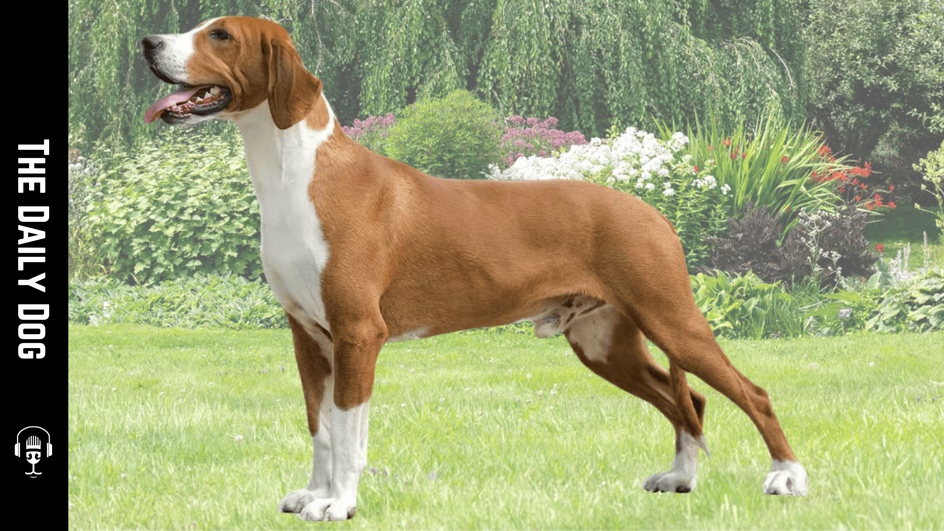 Posavac Hound: A Sturdy Balkan Scent Hound for Active Families - Alaska ...