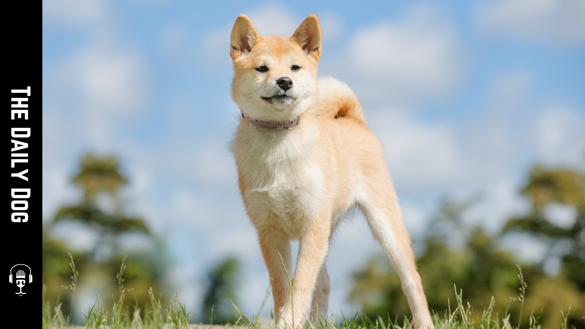 The Canaan Dog: A Loyal Heritage and Timeless Guardian - Alaska Dog Works