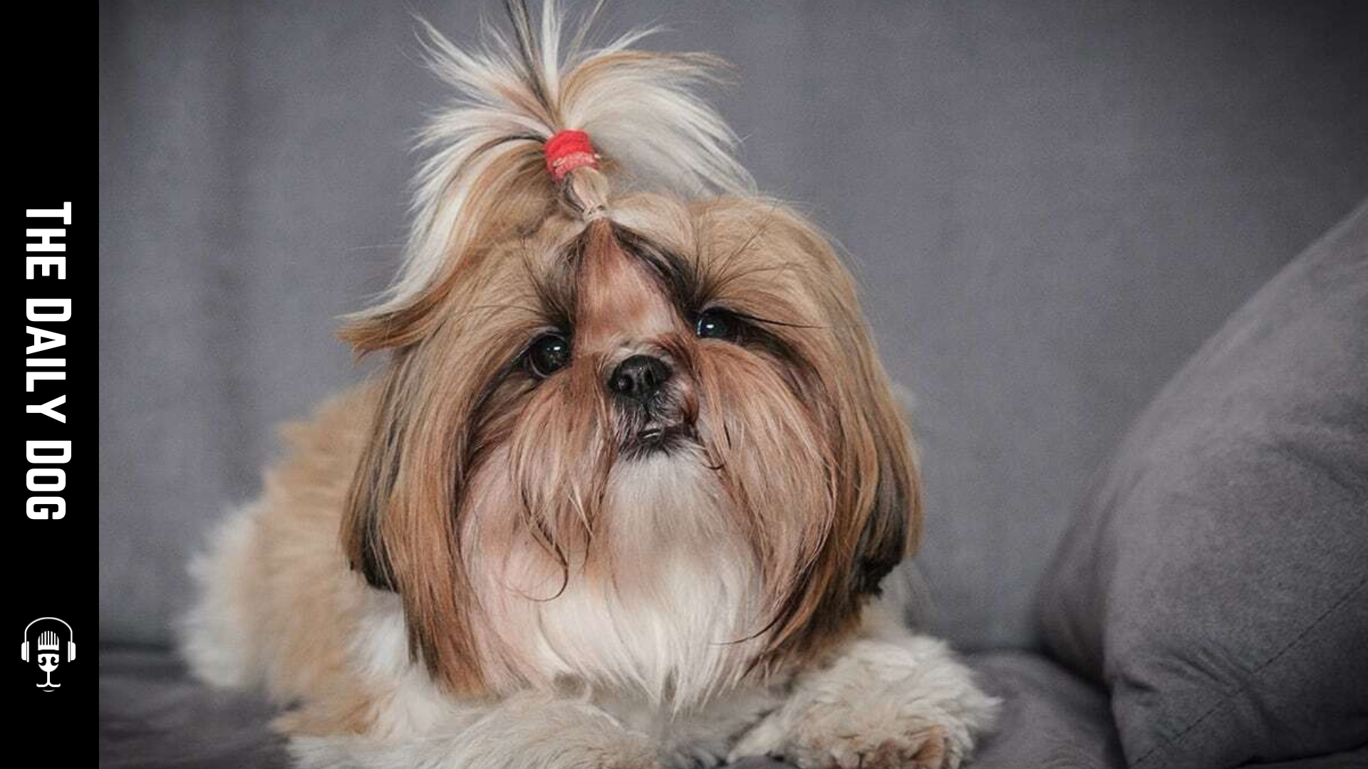 The Chinese Imperial Dog: Elegance, History, and a Loyal Companion for ...