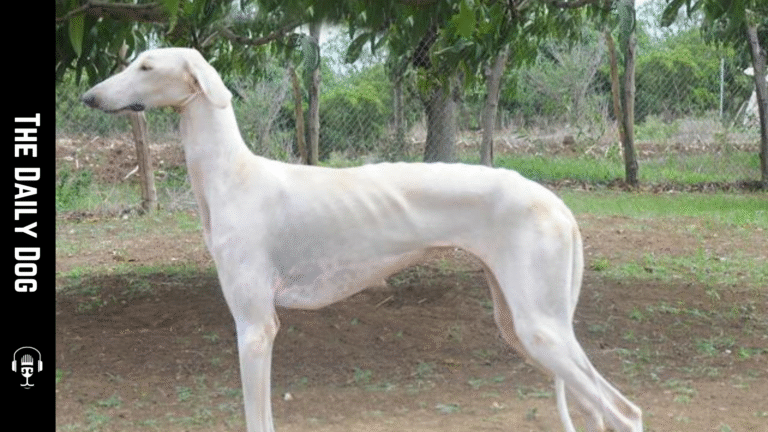 Mudhol Hound: A Sleek, Loyal, and Timeless Indian Breed - Alaska Dog Works