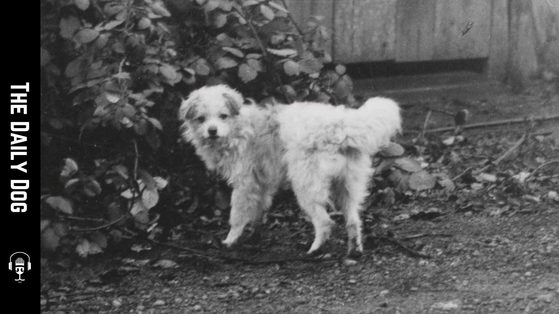 The Salish Wool Dog: An Enduring Native Breed That Weaves History Into ...