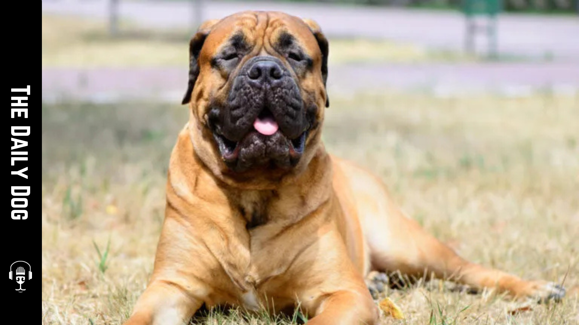 Bandog: A Vision of Strength, Loyalty, and Versatility in Modern Dog ...