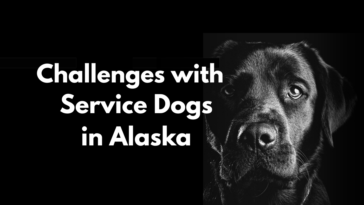 Wolfgang’s Epic Journey Home: A Service Dog Heads to a Remote Alaskan ...