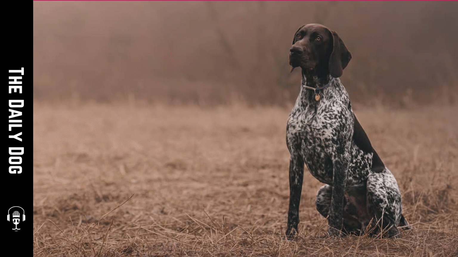 Understanding the Pointer: A Noble and Versatile Gun Dog - Alaska Dog Works