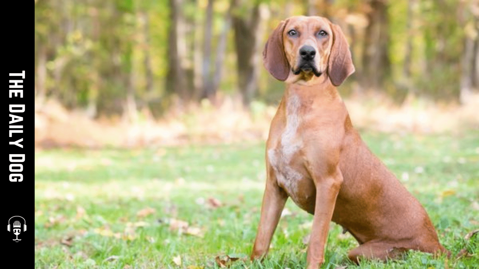 Redbone Coonhound: A Striking, Loyal Foxhound Candidate for Active ...