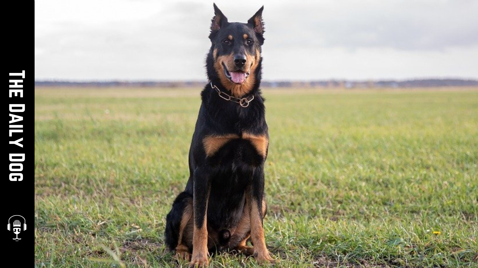 Beauceron: The Powerful, Loyal Guardian with a Gentle Heart - Alaska ...