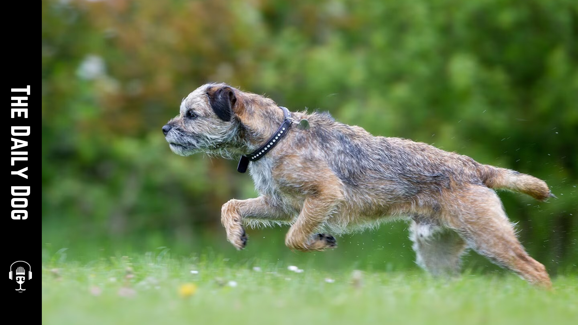 Border Terrier: A Spirited, Loyal Companion for Active Homes - Alaska ...