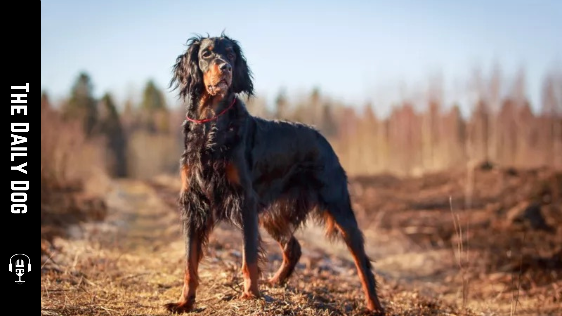 Gordon Setter: A Majestic, Loyal Companion forActive Homes and ...