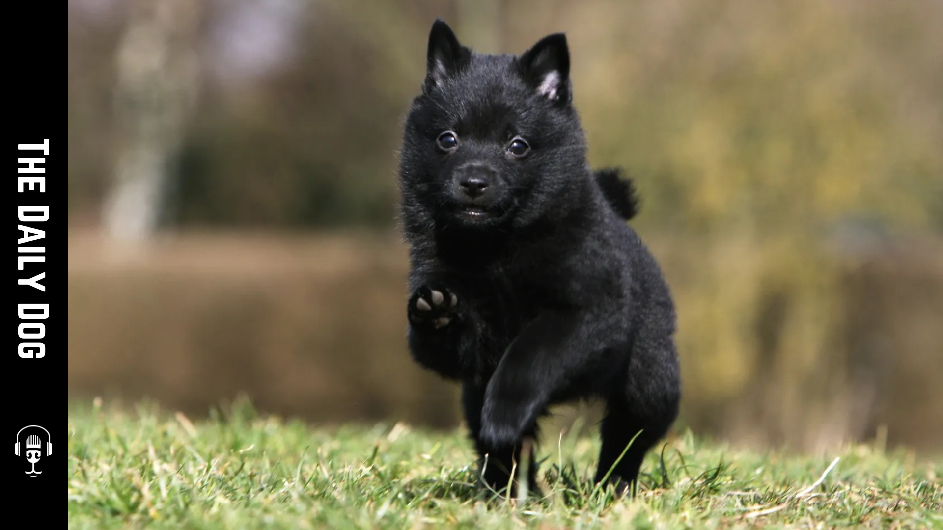 Schipperke: The Bold Little Watchdog with Big Personality - Alaska Dog ...
