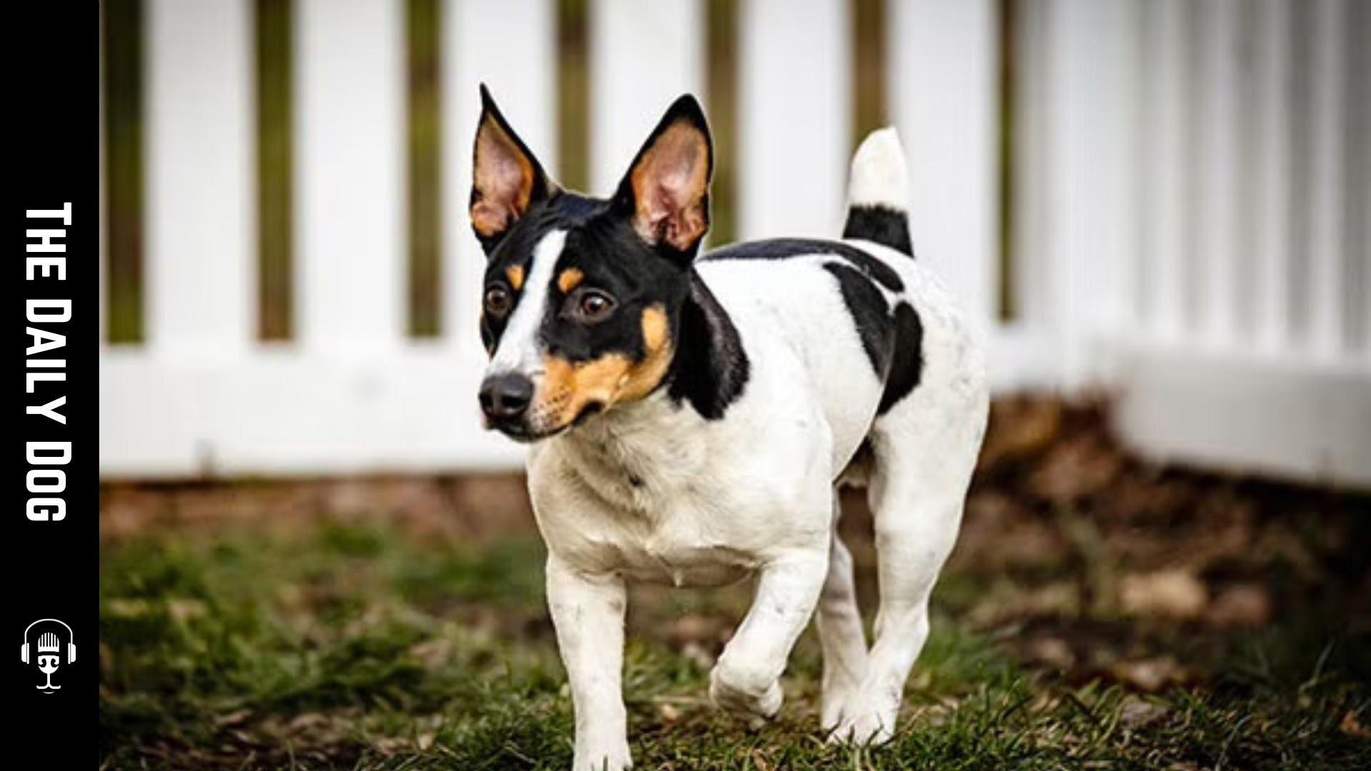 The Teddy Roosevelt Terrier: A Spirited, Loyal Companion for Active ...