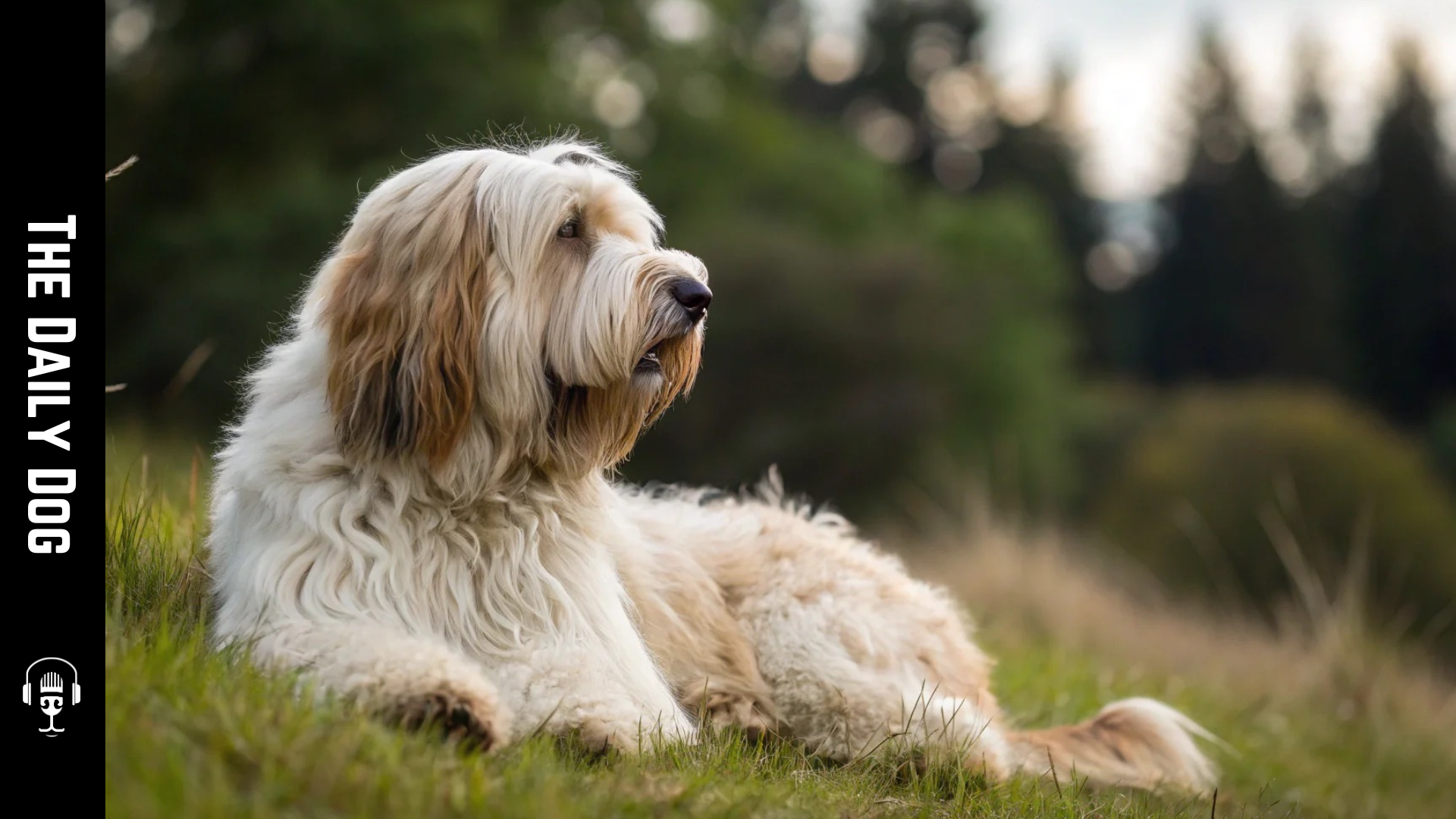 Tibetan Terrier: A Loyal, Lively Companion Built for Family Life ...