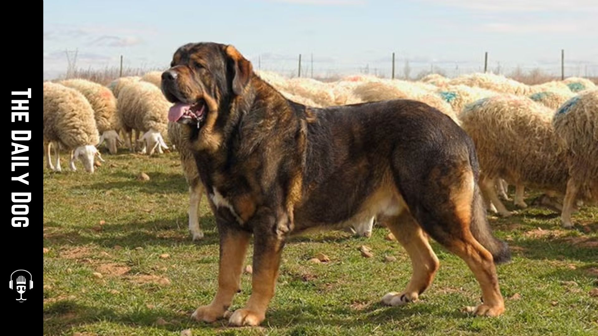 The Daily Dog: Spanish Mastiff - Alaska Dog Works